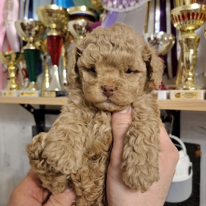 Мальтипу f1 мальчик