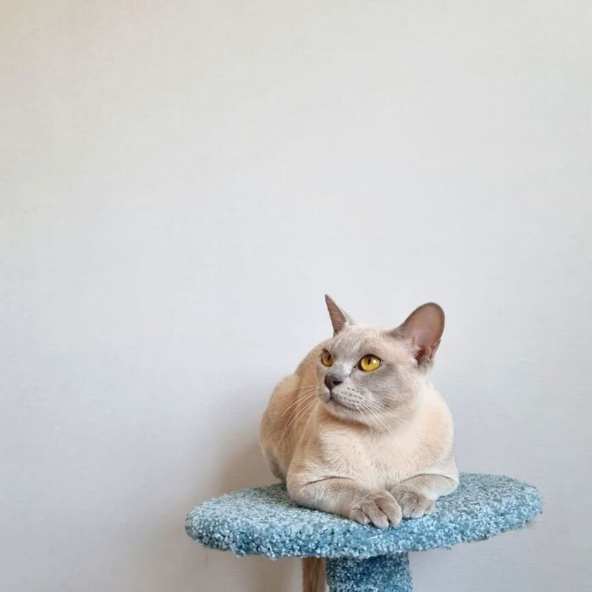 Бурманский кот