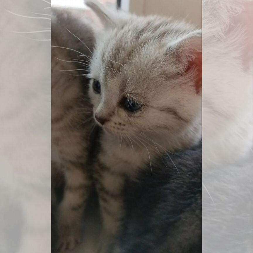 Британский короткошёрстный котёнок