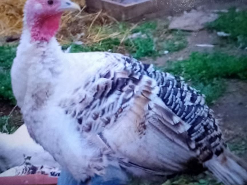 Индюша-клуша