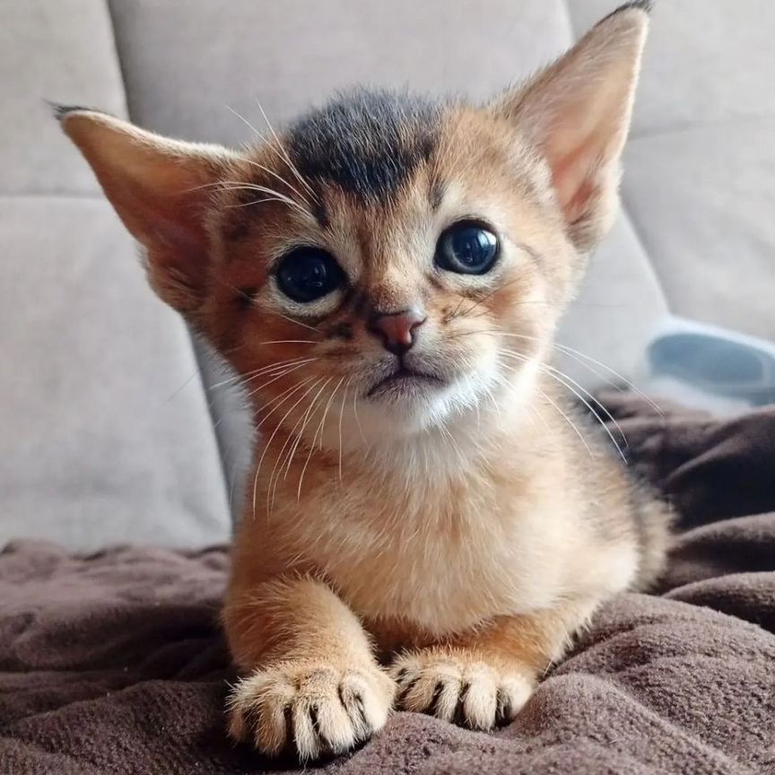 Абиссинский котёнок