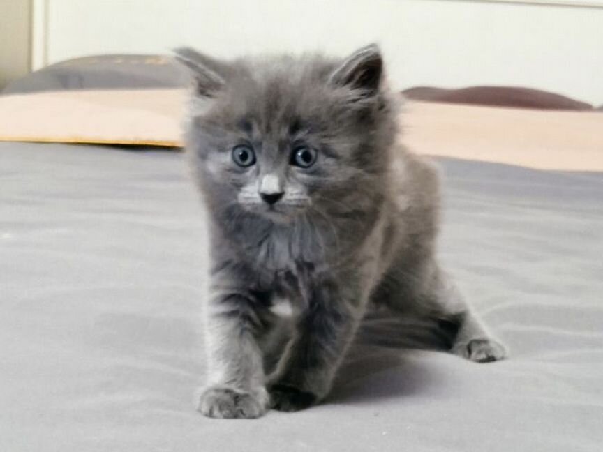 Котята