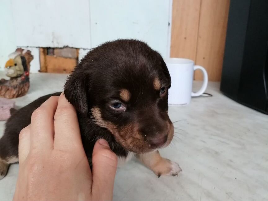 Щенки в добрые руки