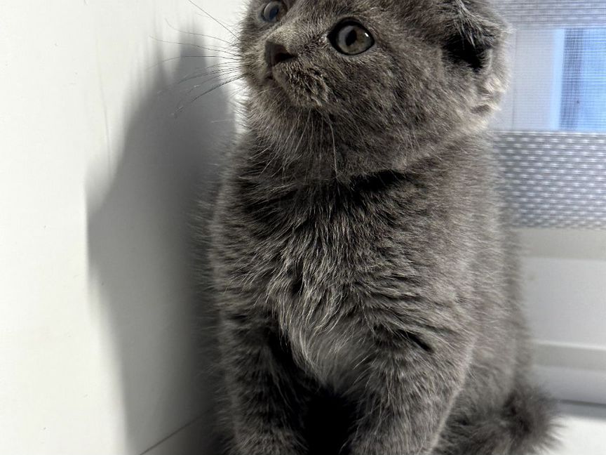 Вислоухие котята