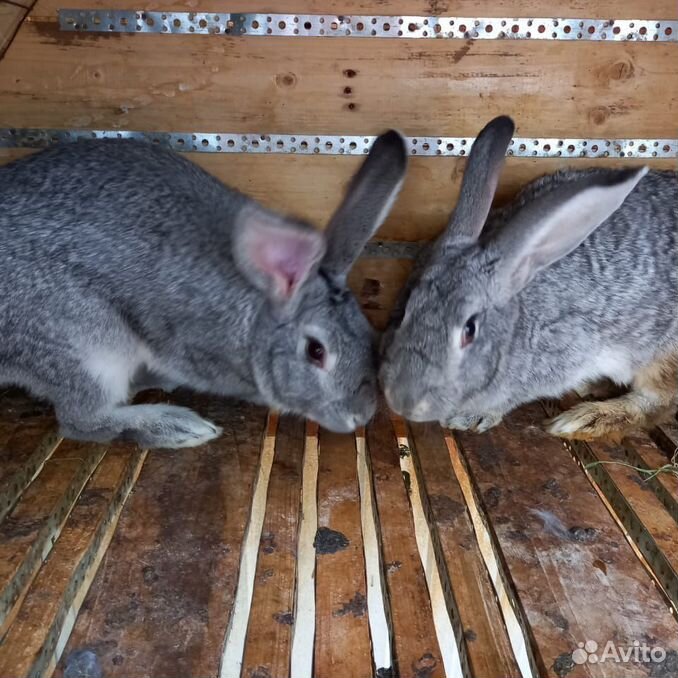 Кролики советская шиншилла