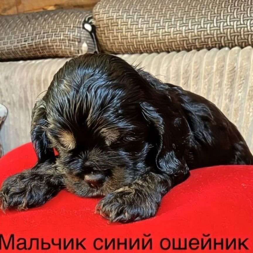 Американский кокер-спаниель, щенок