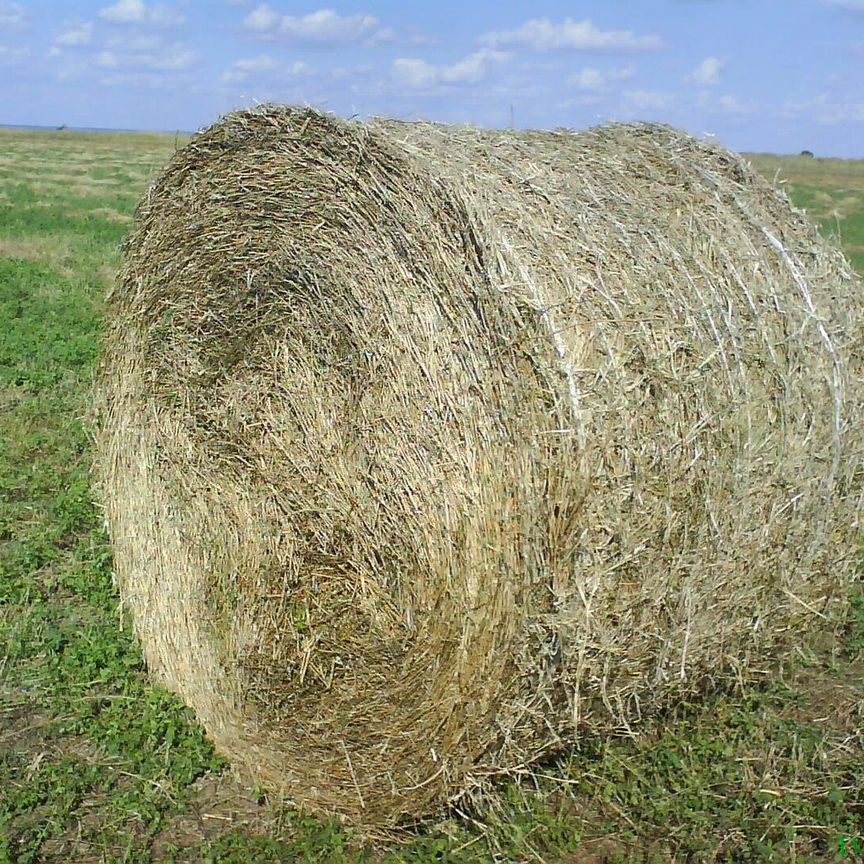 Продаю сено в рулонах