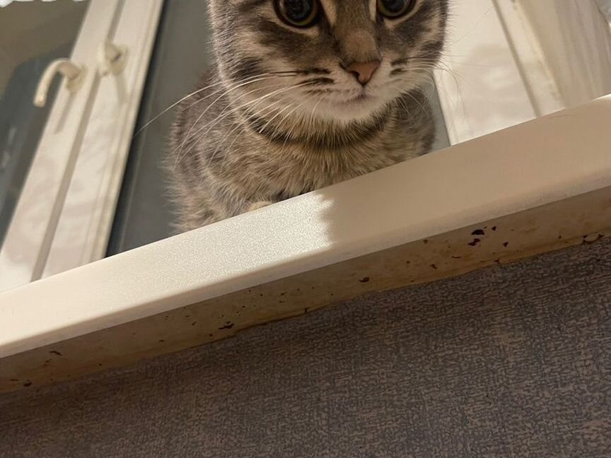 Молодой котик ищет дом