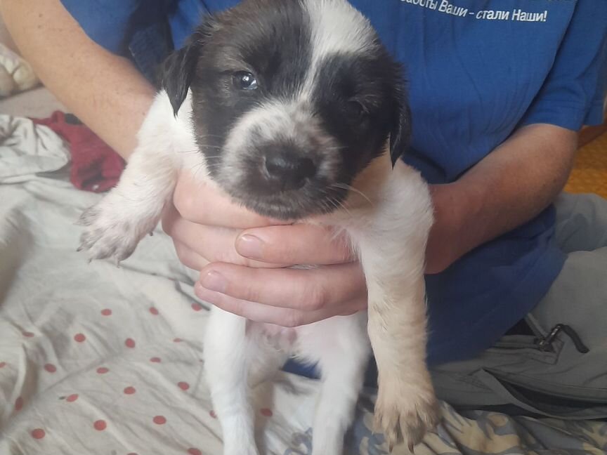 Метис стаффа