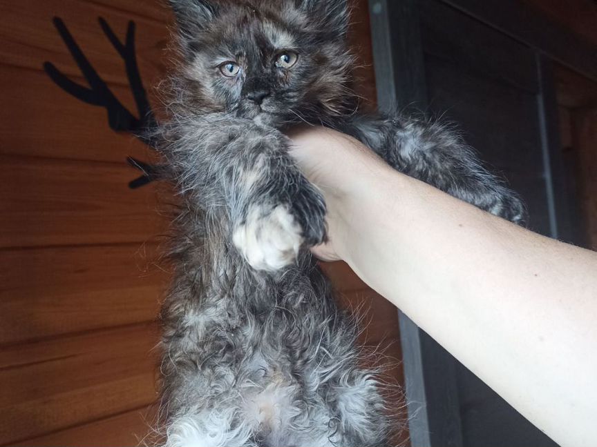 Кошечка Мейн Кун полидакт