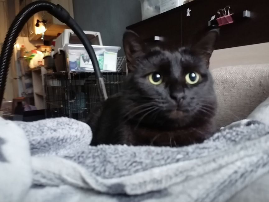 Ласковая кошечка