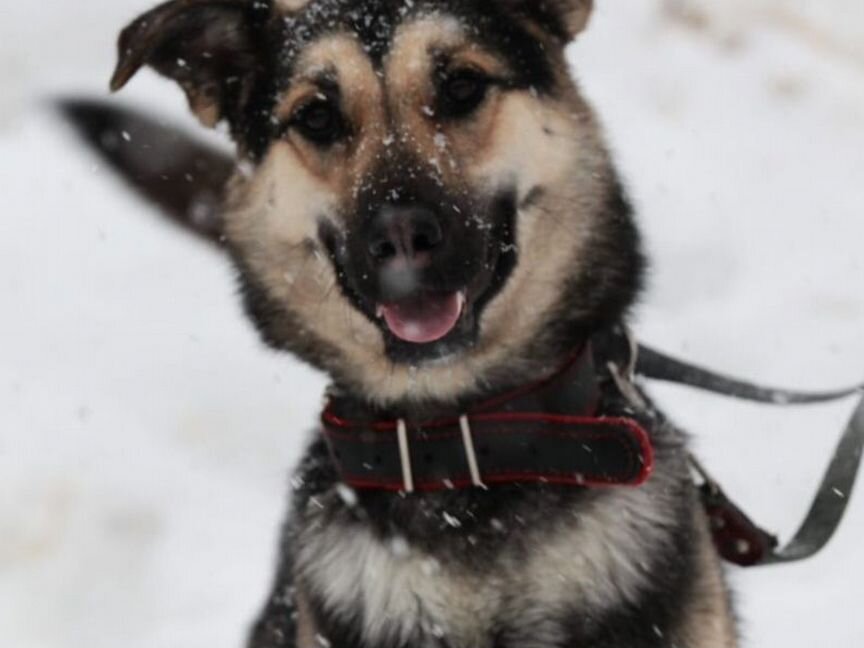 Собака в добрые руки