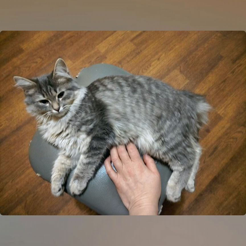 Отдам в добрые руки