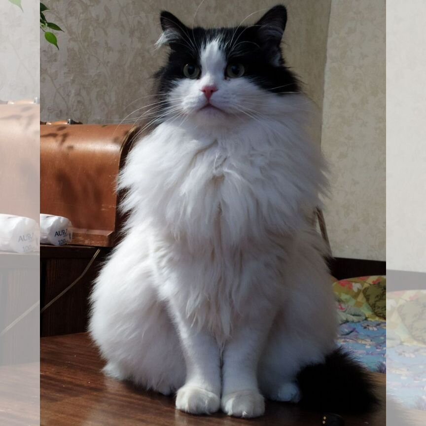 Отдам кота в добрые руки бесплатно
