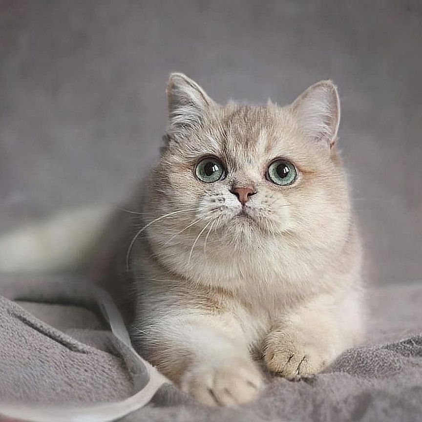 Британские котята
