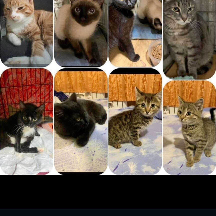 Кошкам очень нужен дом