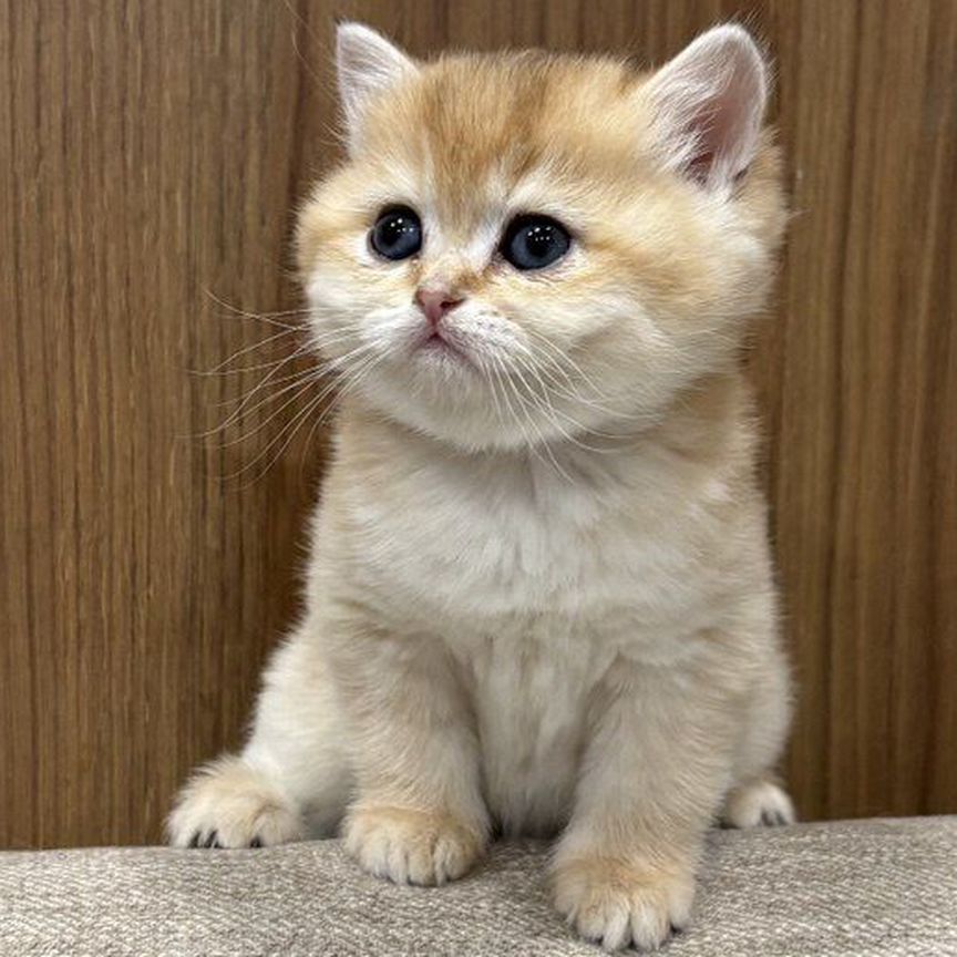 Шотландский прямоухий короткошёрстный котёнок