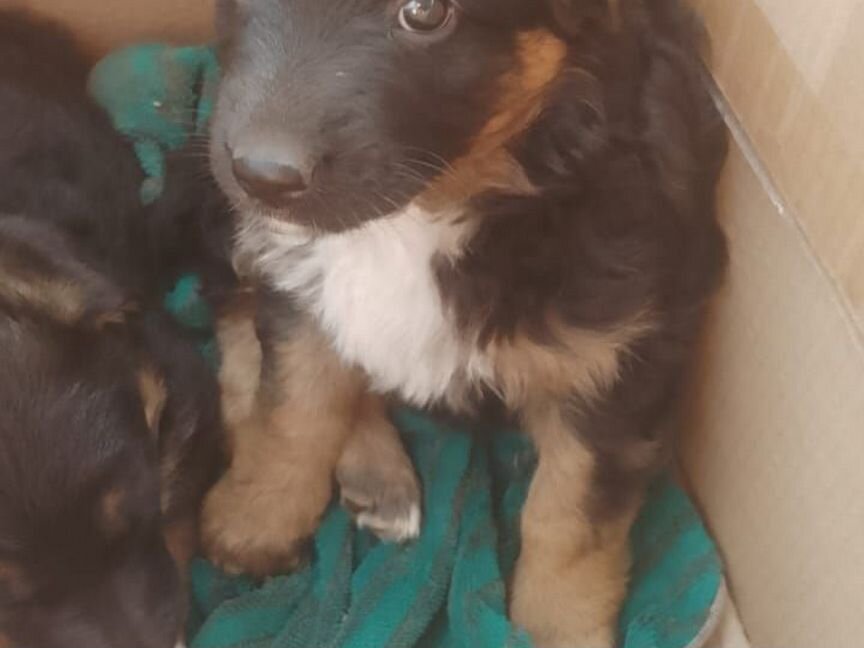 Восточноевропейская овчарка