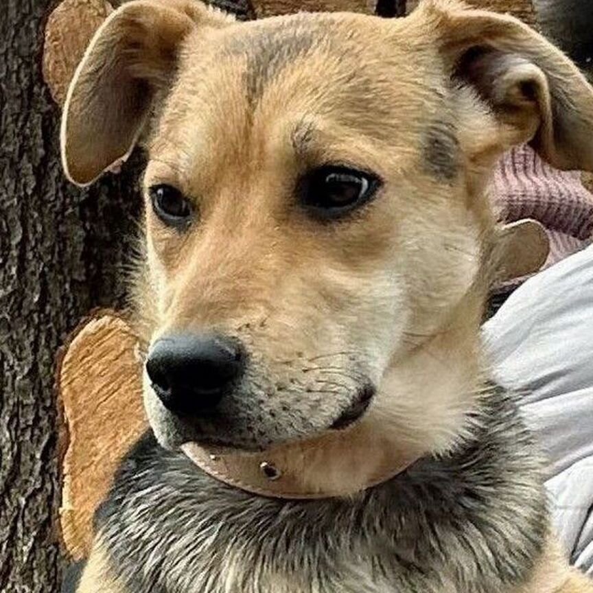 Щенок девочка в добрые руки