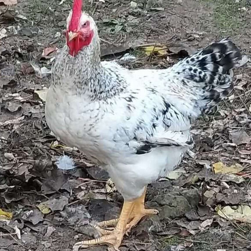 Куры петухи