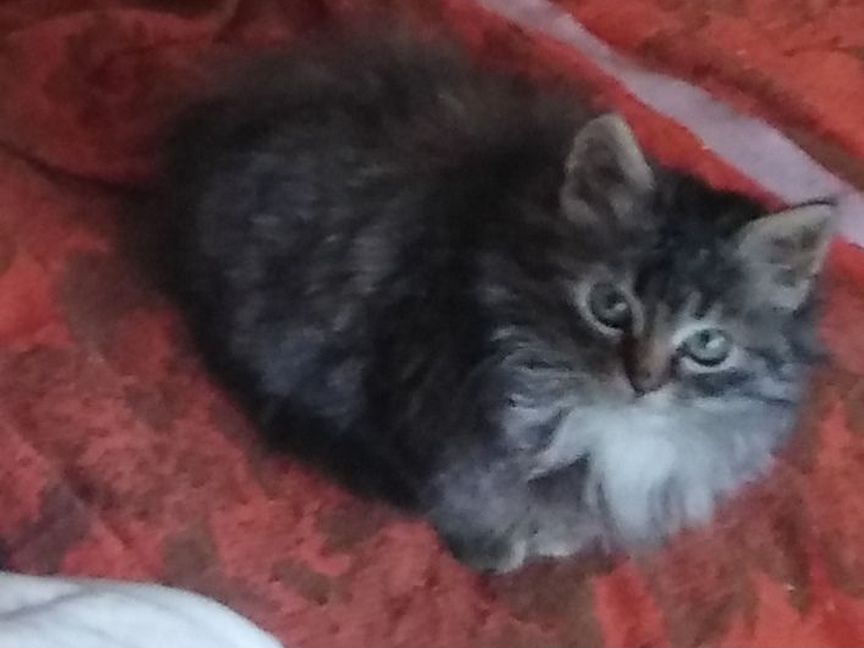 Котята в добрые руки бесплатно