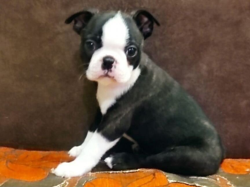 Щенки Бостон терьера