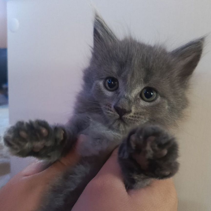 Котятки