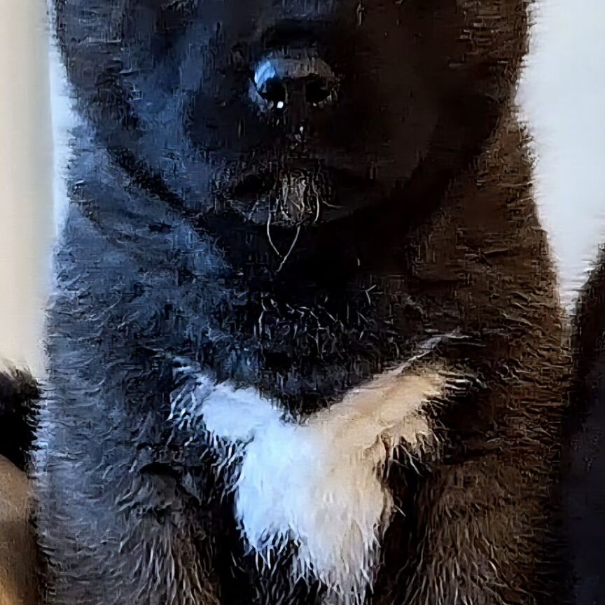 Американская акита, щенок