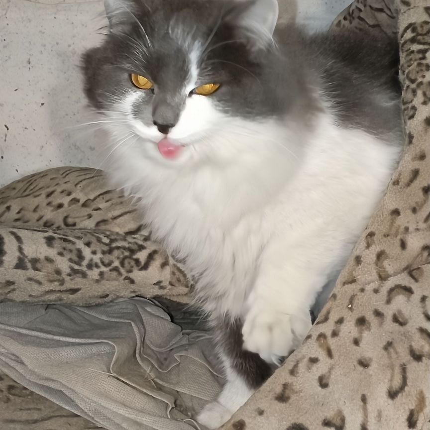 Взрослая, Девочка кошка в добрые руки