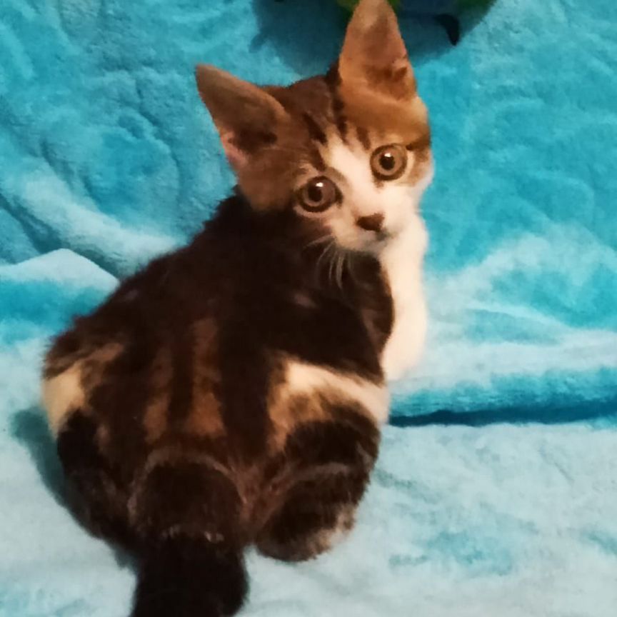 Котёнок от частного владельца