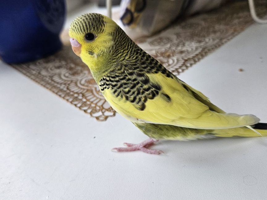 Птенцы волнистый попугай