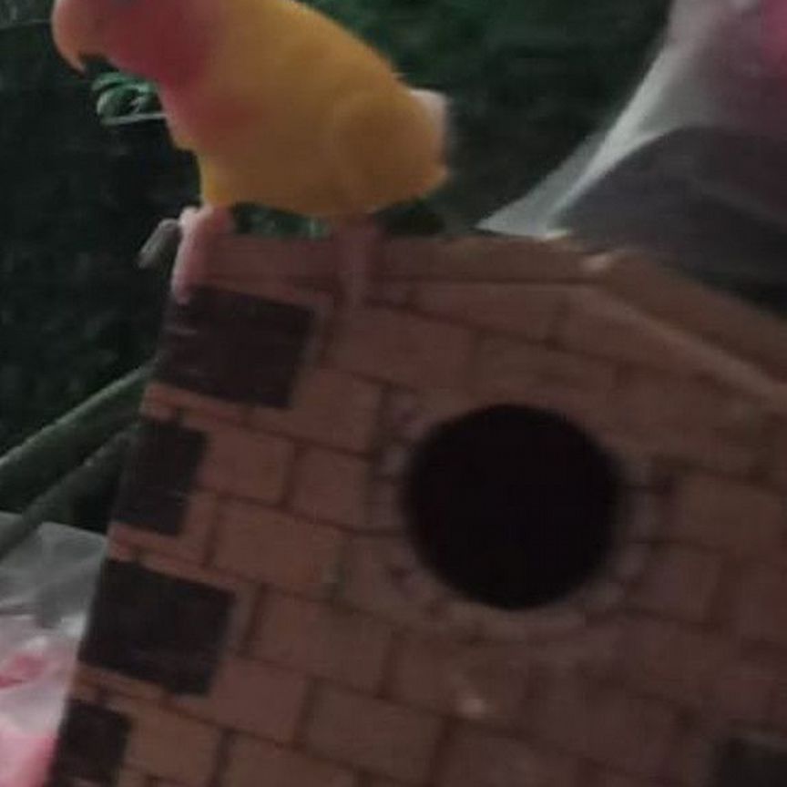 Попугаи Фишер