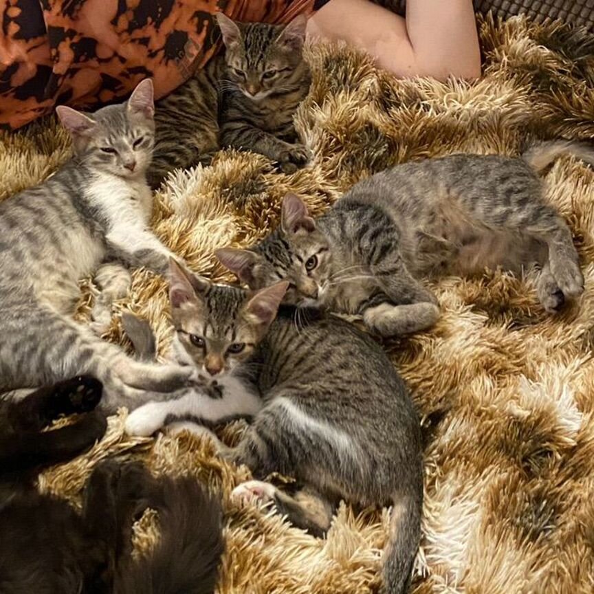 Котята в добрые руки