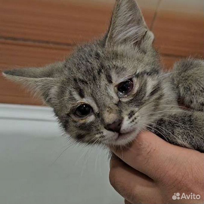 Несчастные котята в добрые руки