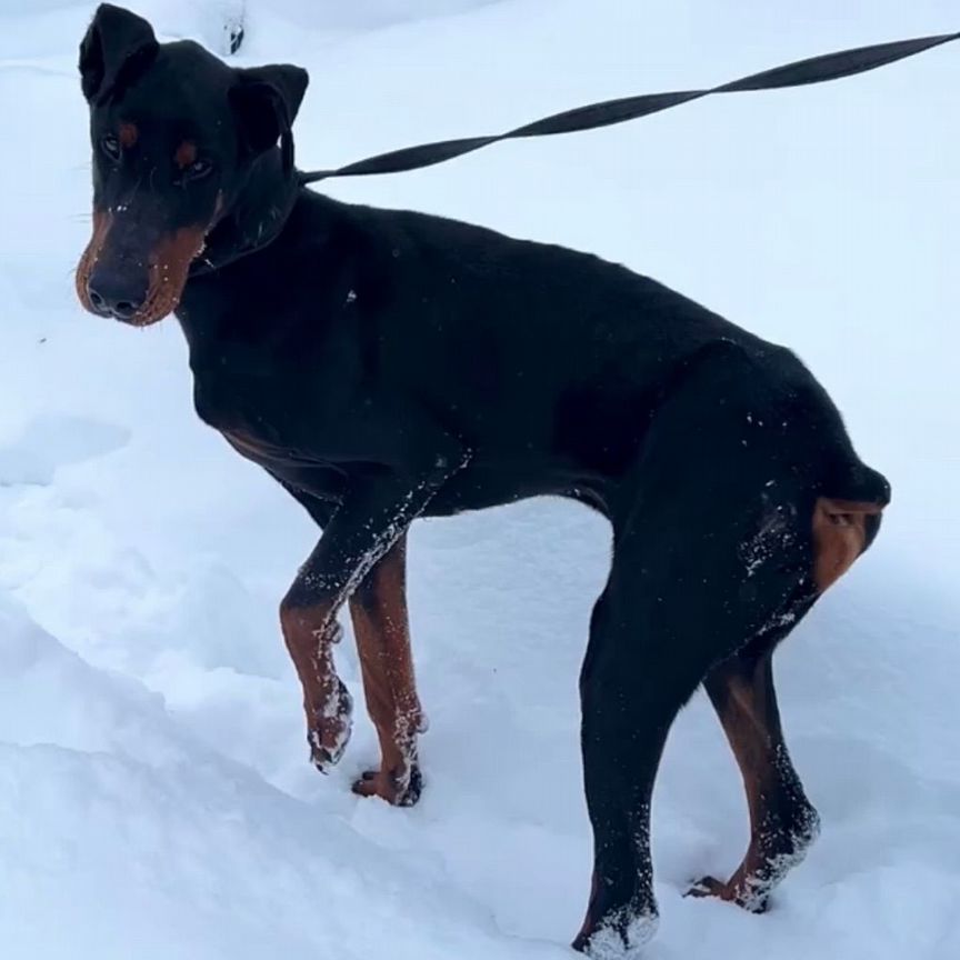 Доберман, взрослый пёс