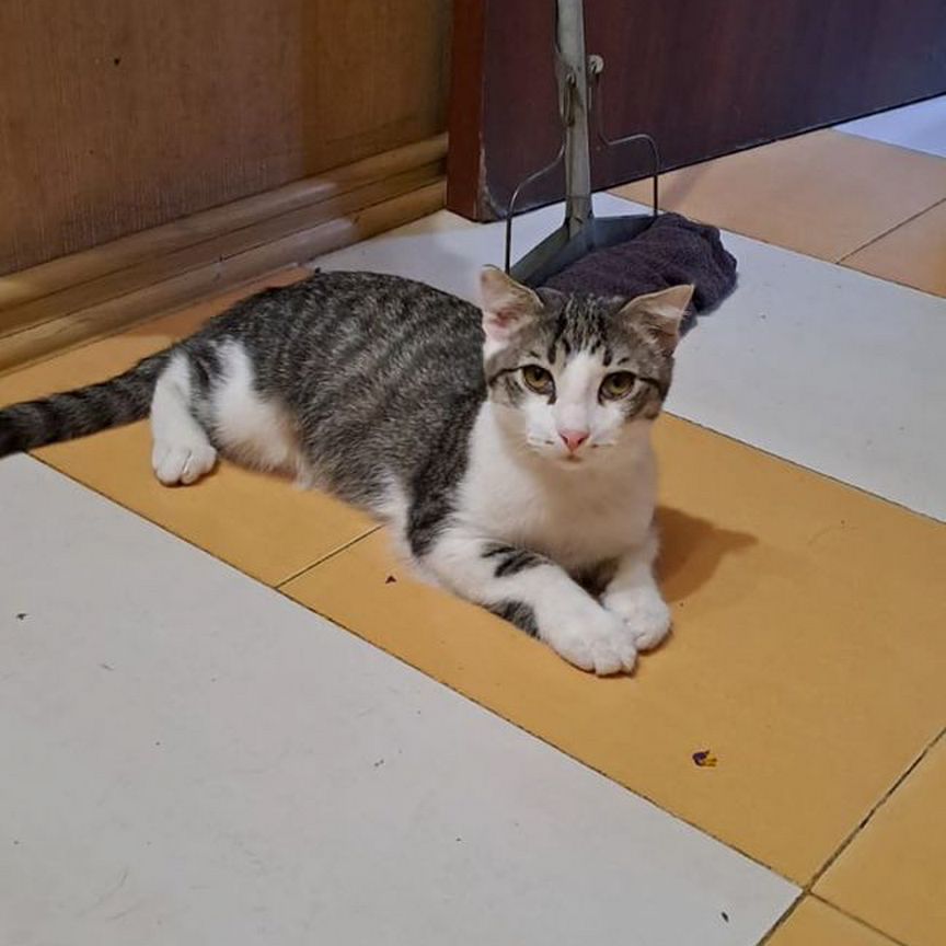 Котенок мальчик ищет дом