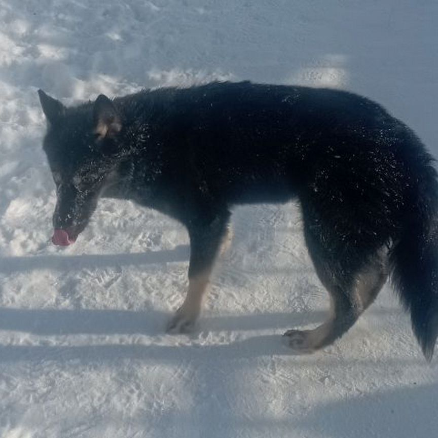 Немецкая овчарка, щенок