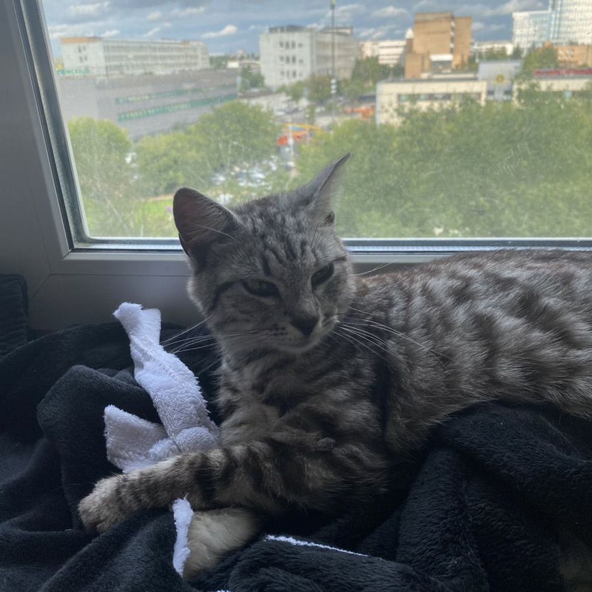 Кот тимошка