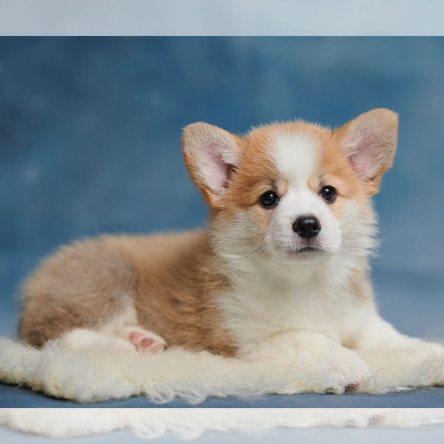 Щенки вельш-корги пемброк