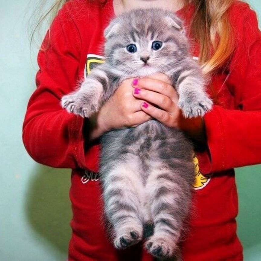 Вислоухие котята