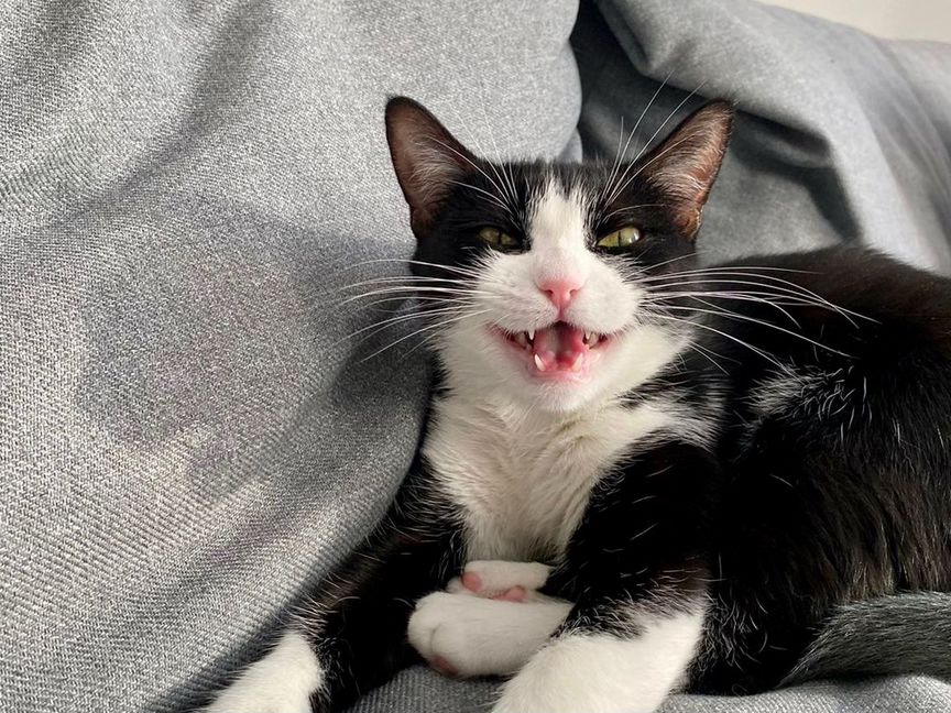 Молодая ласковая кошка в добрые руки