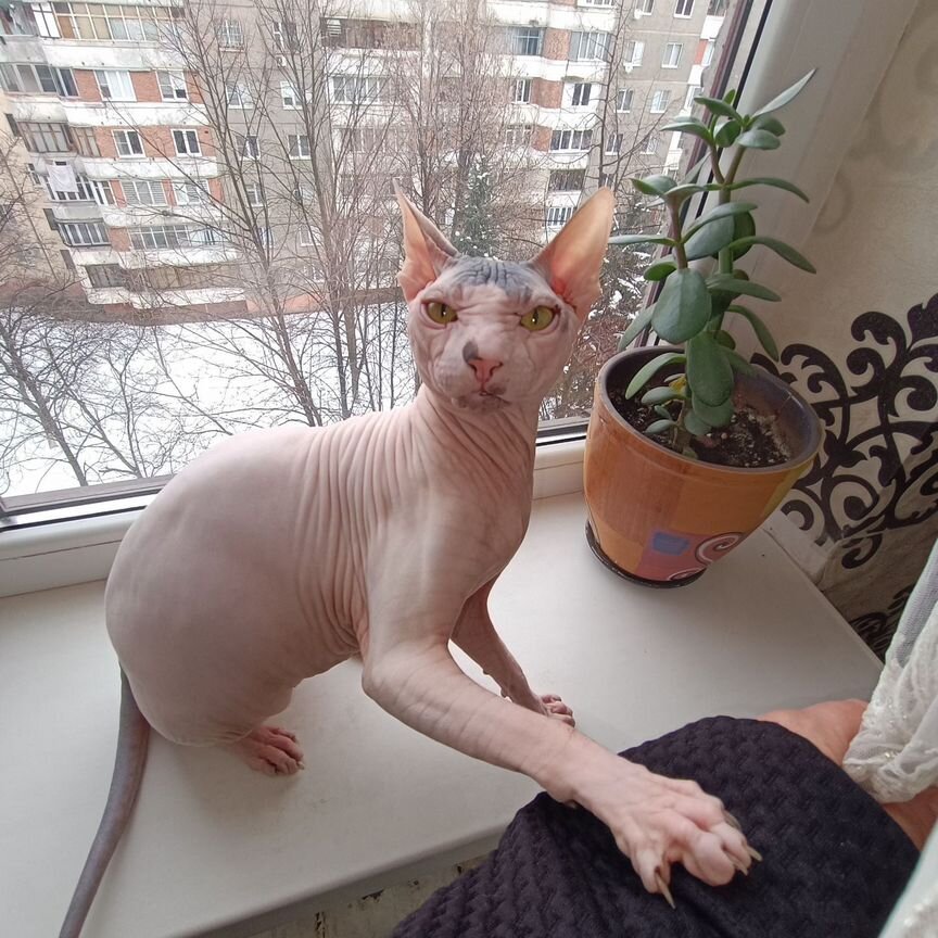 Вязка кошек канадский сфинкс.Привит