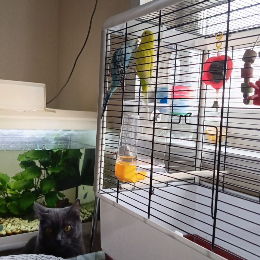 Волнистый попугай