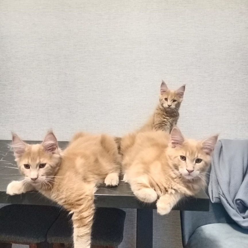 Котята мейн-куна