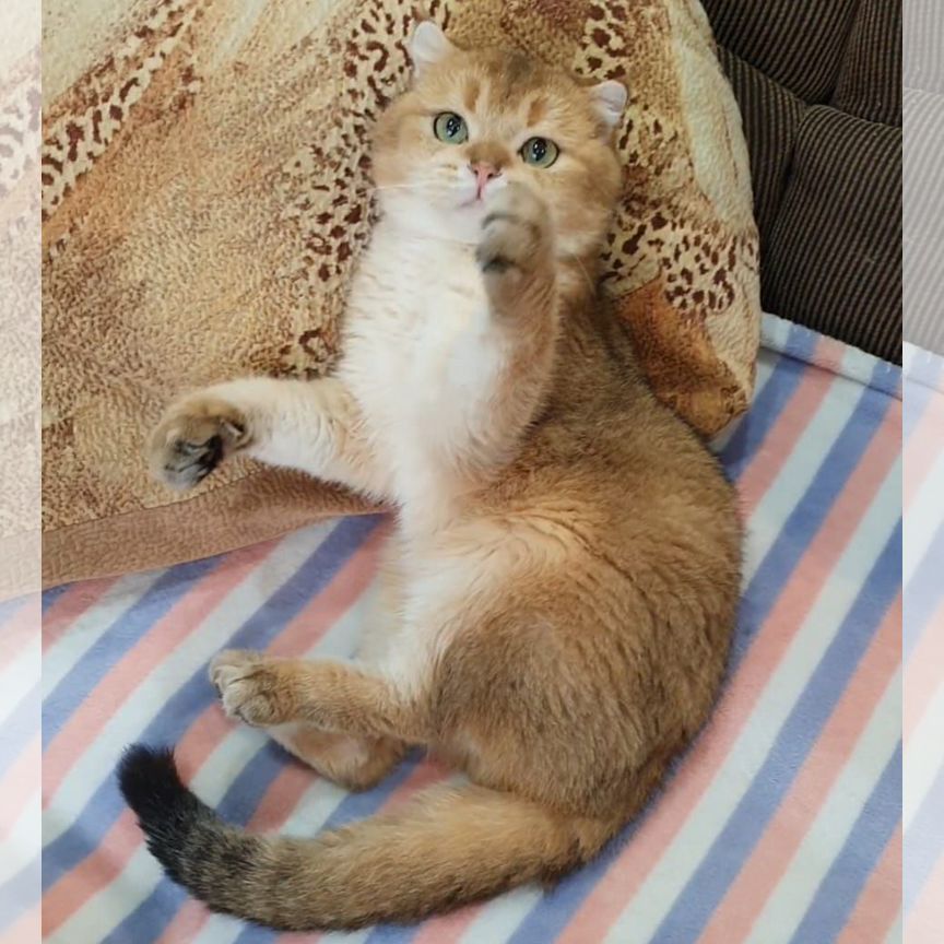 Шотландский кот золотая шиншилла