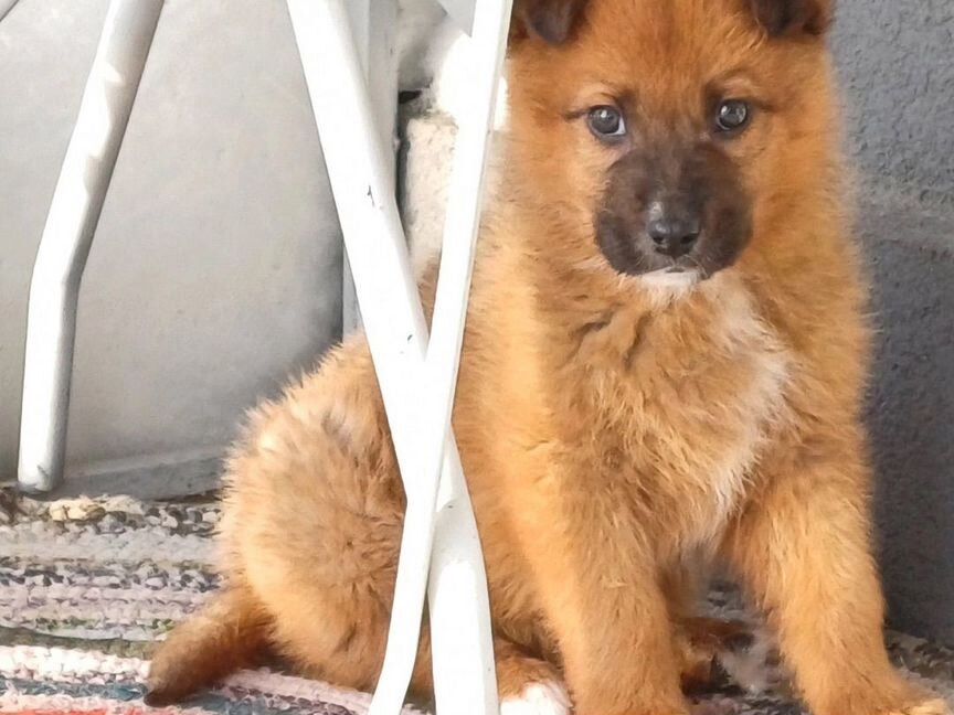Собака