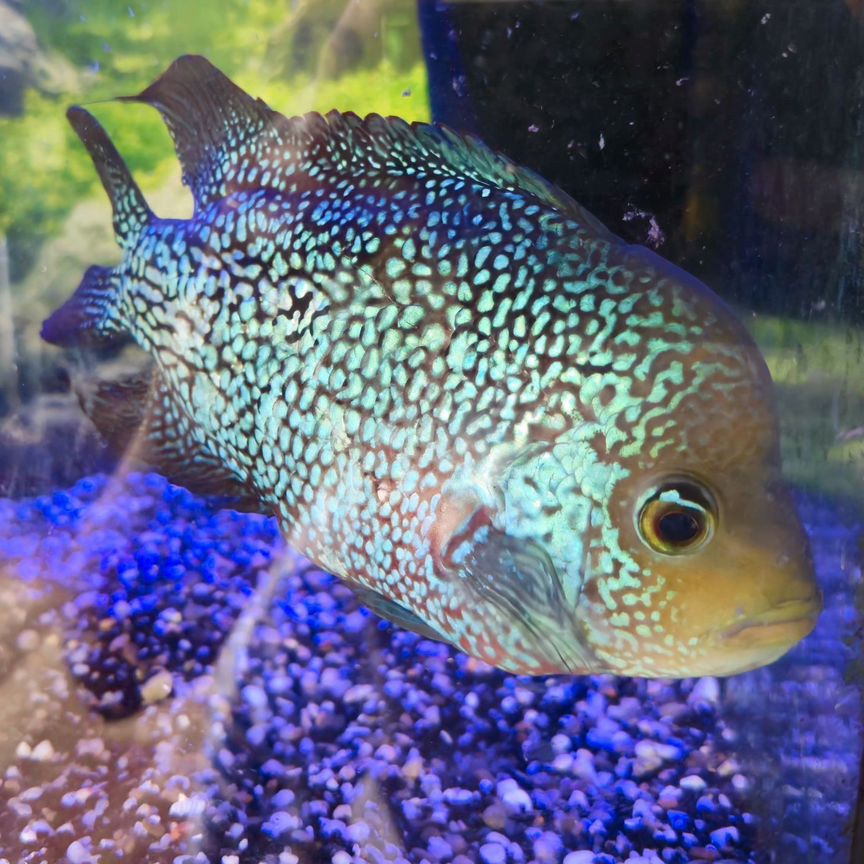 Цихлида камфа