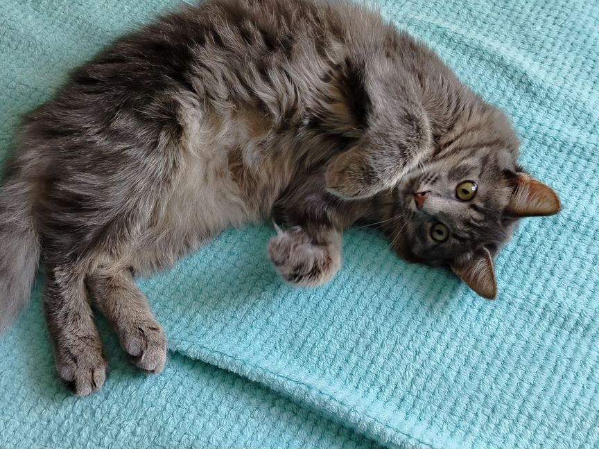 Кошка в дар бесплатно