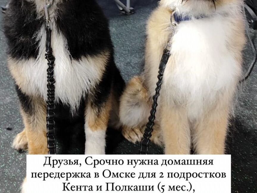 Собака