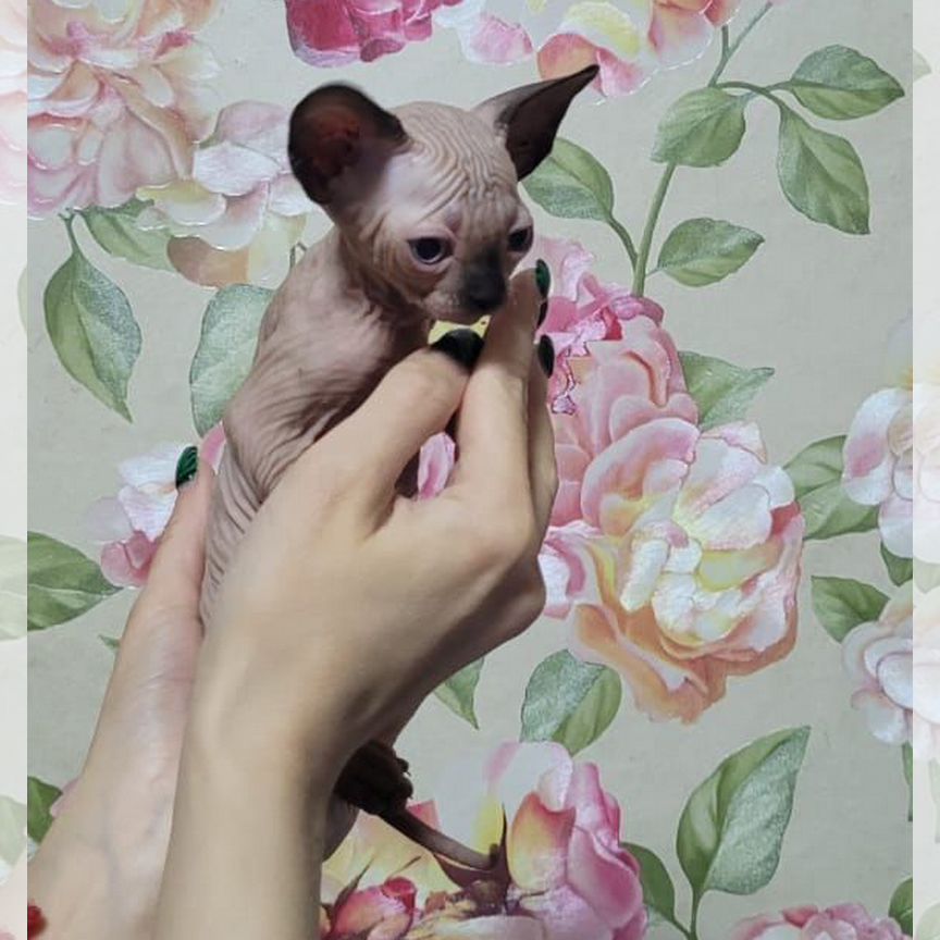 Канадский сфинкс котенок